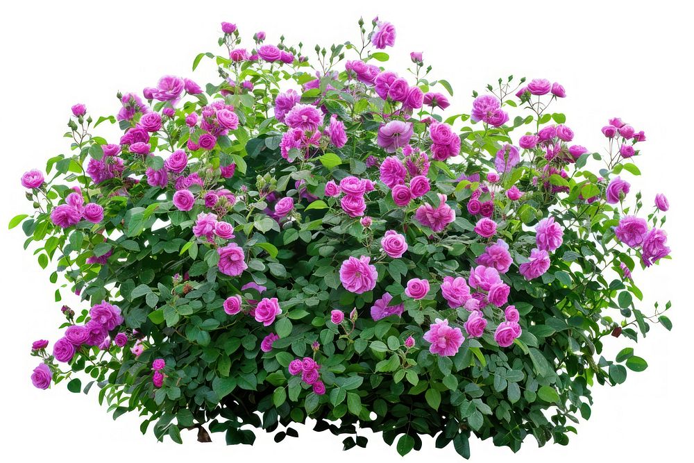 Vibrant pink rose bush blooms | Free Photo - rawpixel