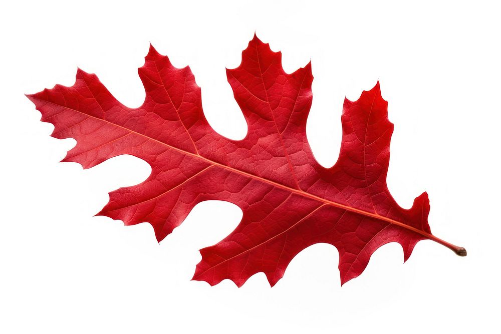 Vibrant red autumn oak leaf | Free Photo - rawpixel