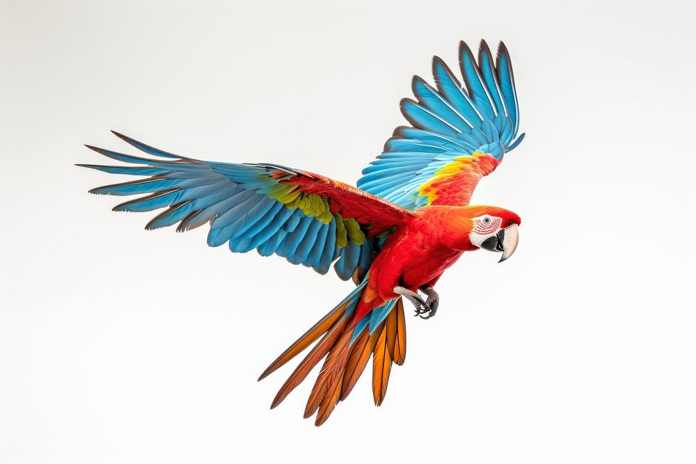 Colorful parrot in flight | Free Photo - rawpixel