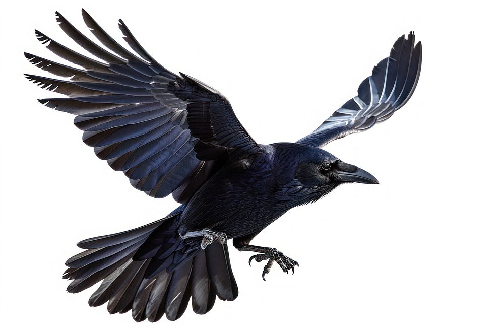 Majestic black raven in flight | Free Photo - rawpixel
