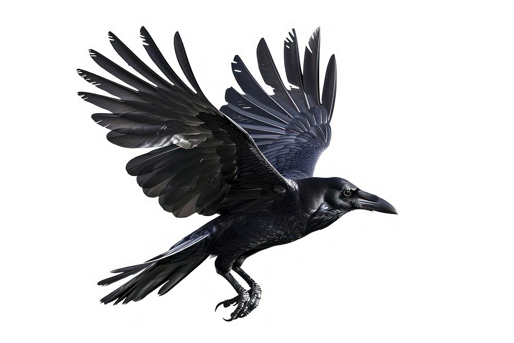 Majestic black raven in flight | Free Photo - rawpixel