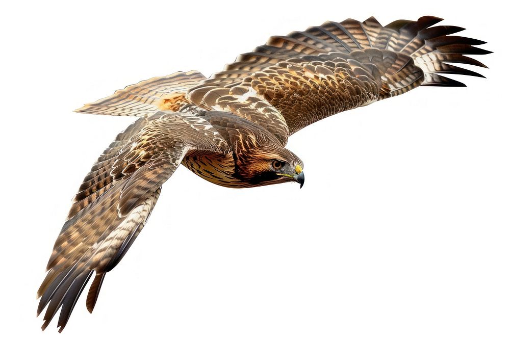 Majestic hawk soaring in flight | Free Photo - rawpixel