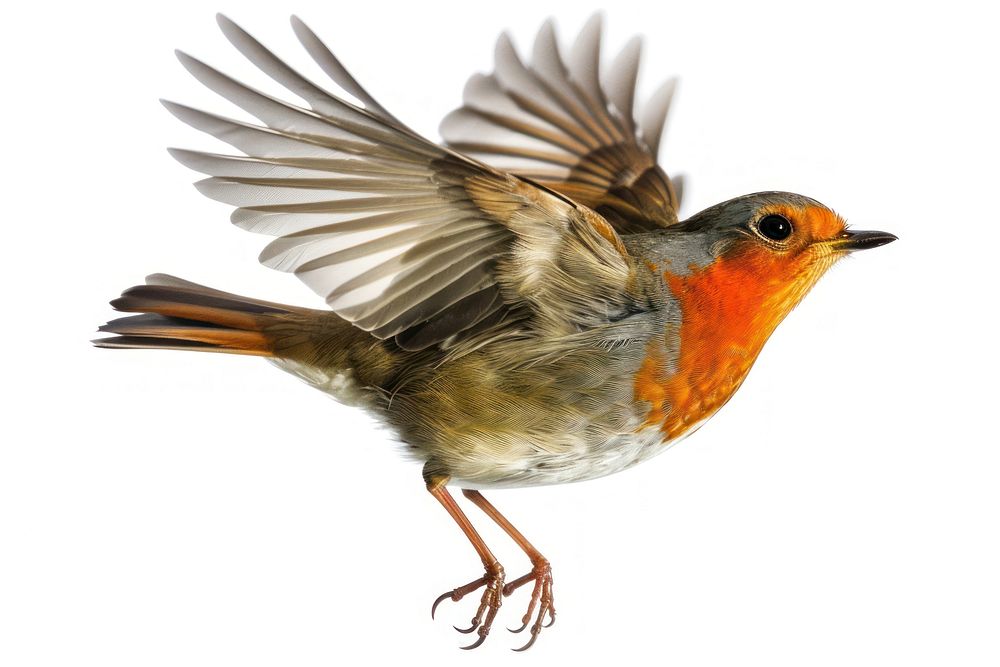 Colorful bird in flight | Free Photo - rawpixel