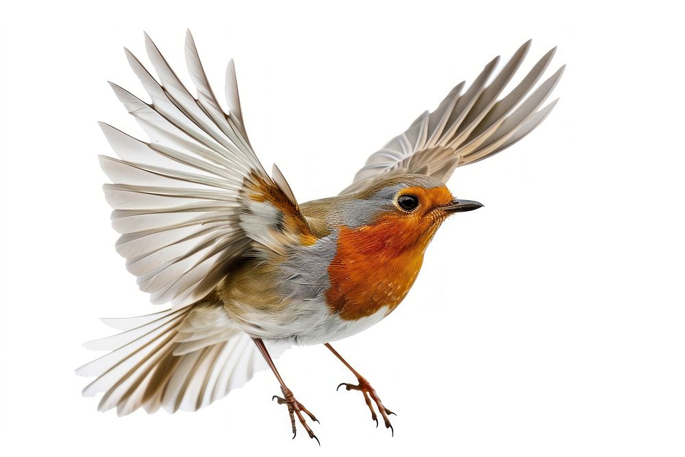 Colorful bird in mid-flight | Free Photo - rawpixel