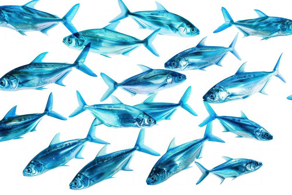 Blue fish swimming pattern | Free Photo - rawpixel