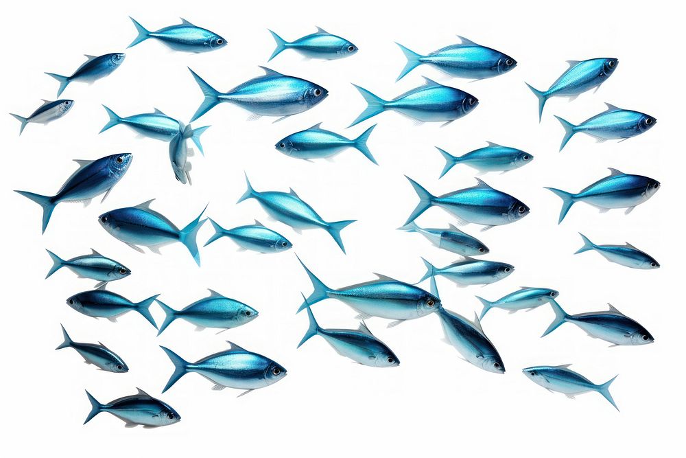 Blue fish swimming together | Free Photo - rawpixel