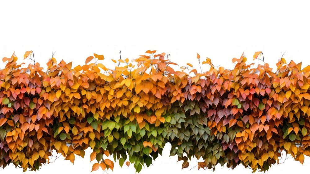 Autumn hedge wall plant leaf | Free Photo - rawpixel