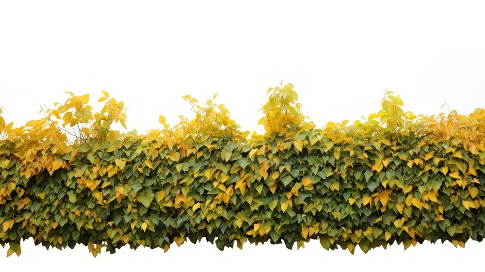 Autumn hedge wall plant vine | Premium Photo - rawpixel
