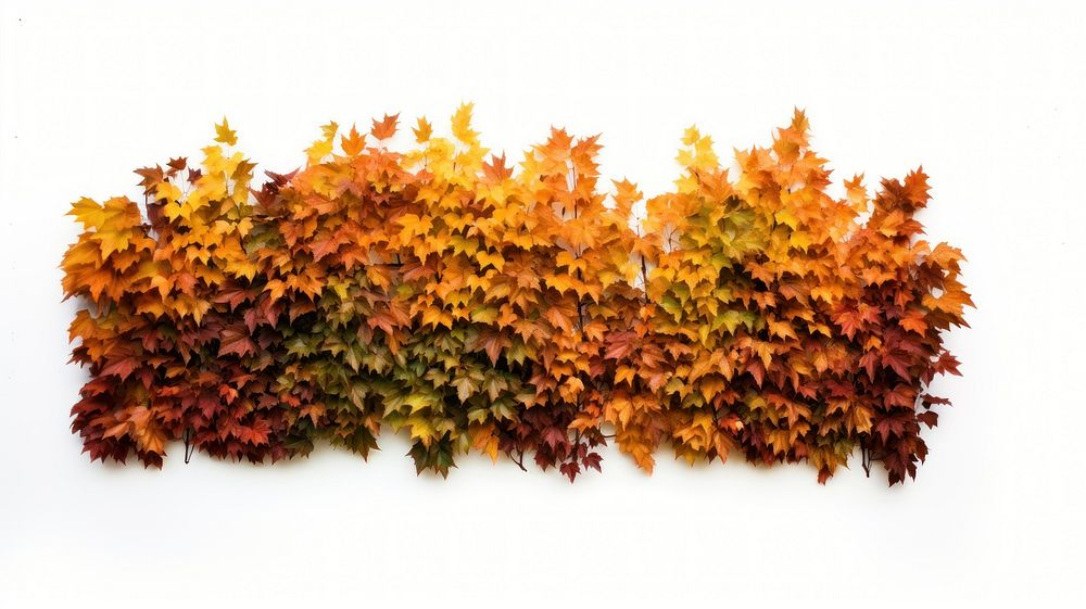 Autumn hedge wall bonfire plant | Premium Photo - rawpixel