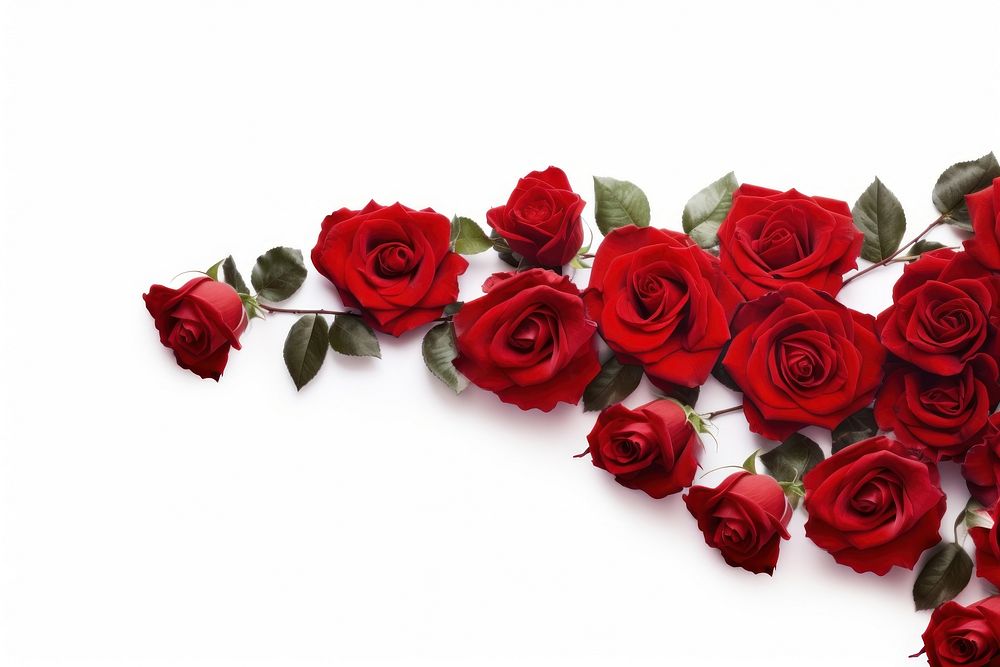 Red rose border flower blossom | Free Photo - rawpixel