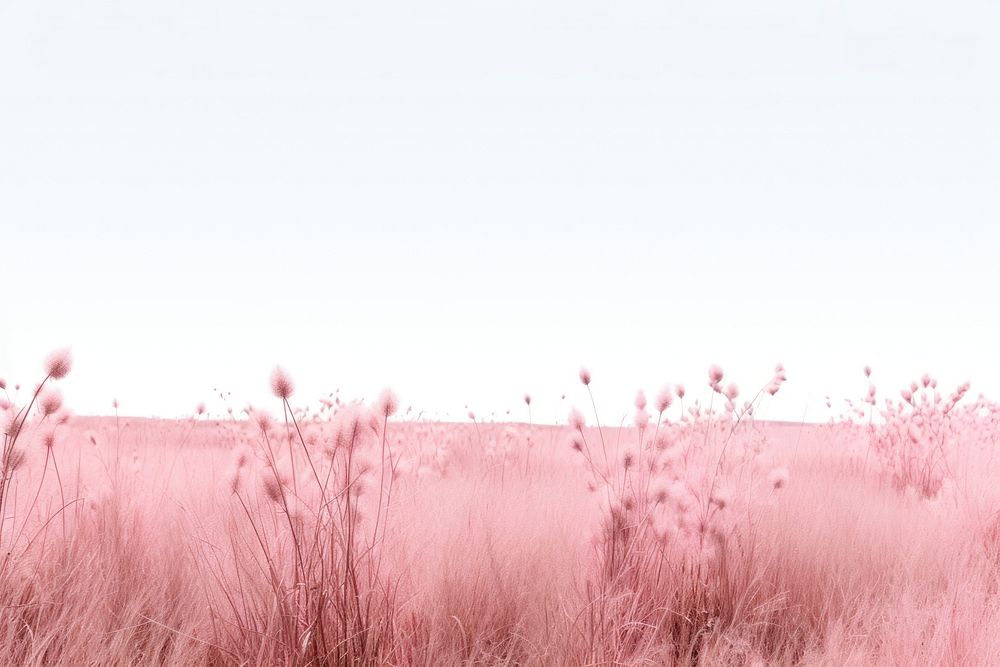 Serene pink grass field landscape | Free Photo - rawpixel