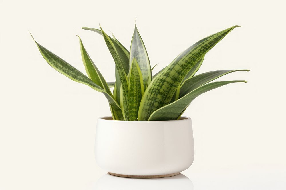 Elegant indoor snake plant decor | Free Photo - rawpixel