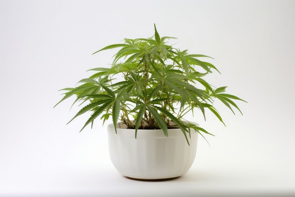 Healthy potted cannabis plant indoors. | Free Photo - rawpixel