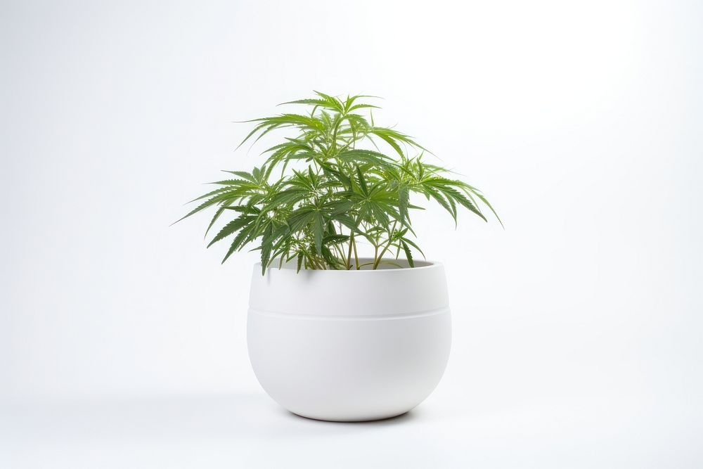 Indoor potted cannabis plant | Free Photo - rawpixel