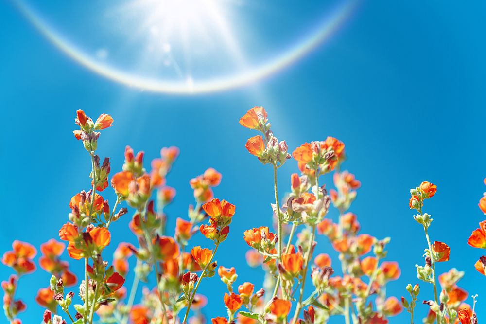 Sunlight PSD Effect | Premium PSD - rawpixel