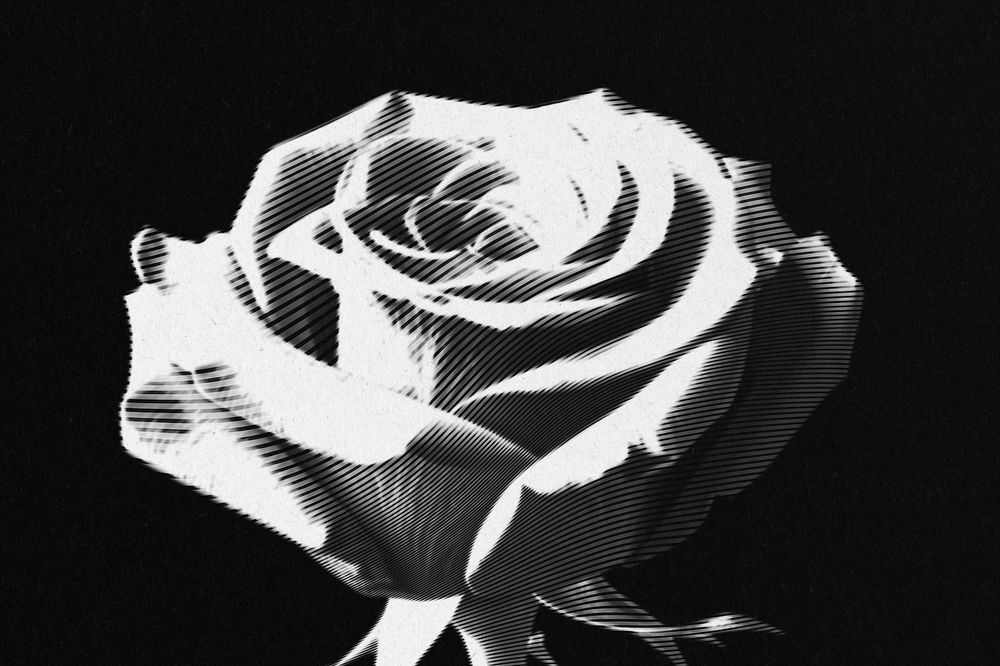 Monochrome rose digital glitch art | Free Photo - rawpixel