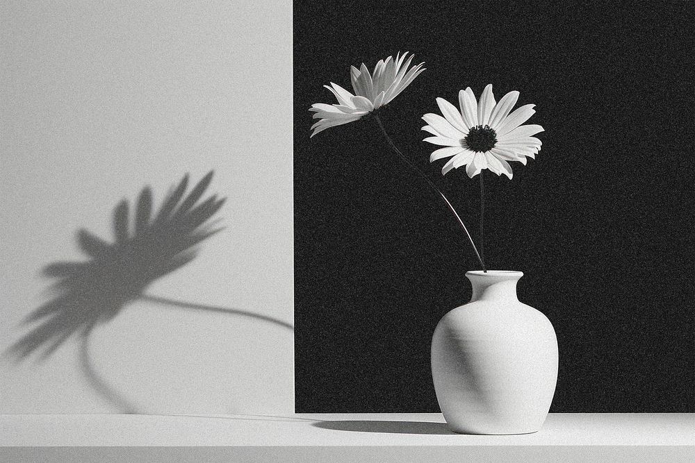Monochrome daisies vase shadow | Free Photo - rawpixel