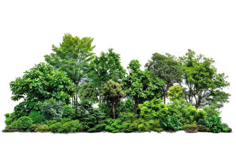 Lush green forest vegetation trees | Free Photo - rawpixel