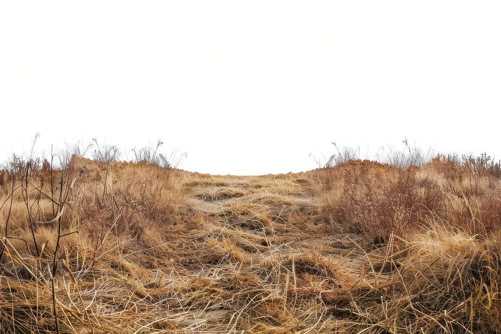 Dry grass field path landscape | Free Photo - rawpixel