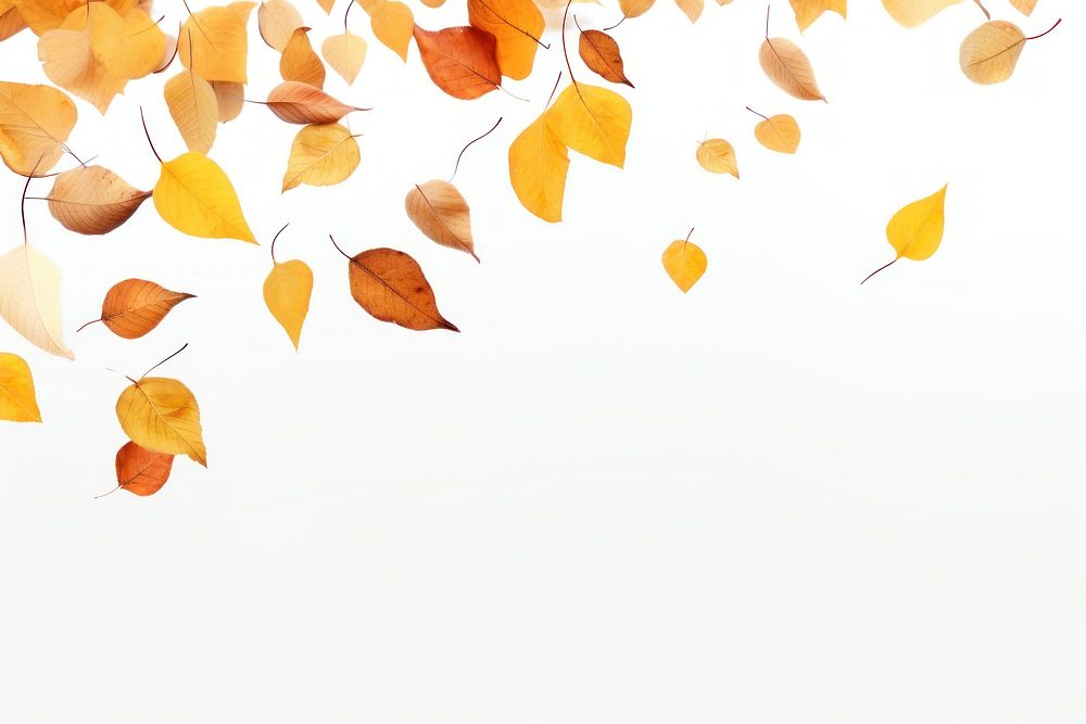 Falling leaves border blossom flower | Free Photo Illustration - rawpixel