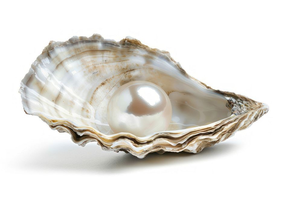 Elegant pearl inside oyster shell | Free Photo - rawpixel