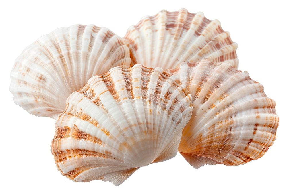 Beautiful seashells with intricate patterns | Free Photo - rawpixel