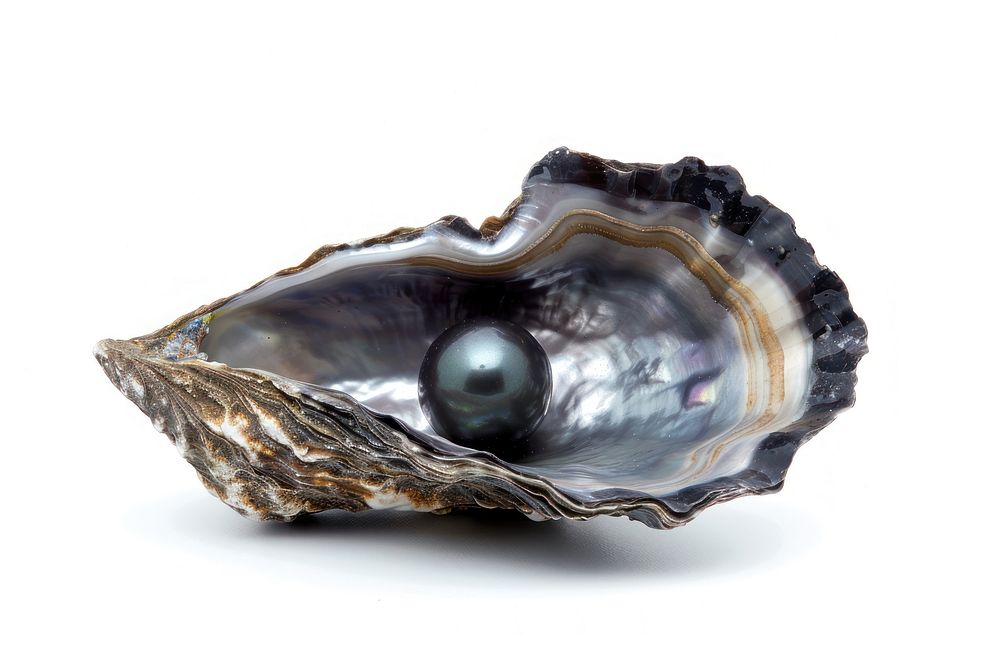 Elegant black pearl oyster shell | Free Photo - rawpixel