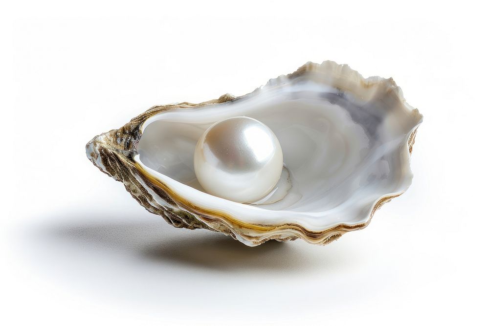 Elegant pearl in oyster shell | Free Photo - rawpixel