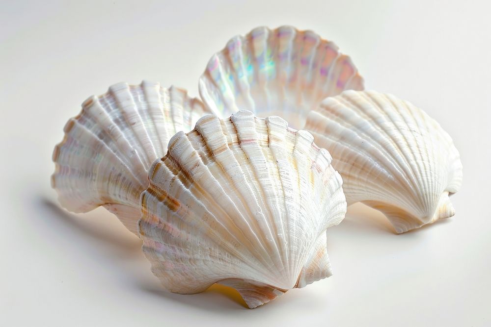 Beautiful white seashells on display | Free Photo - rawpixel