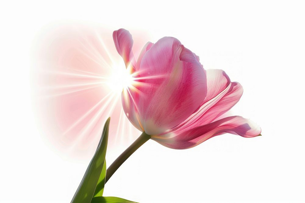 Radiant pink tulip bloom | Free Photo - rawpixel