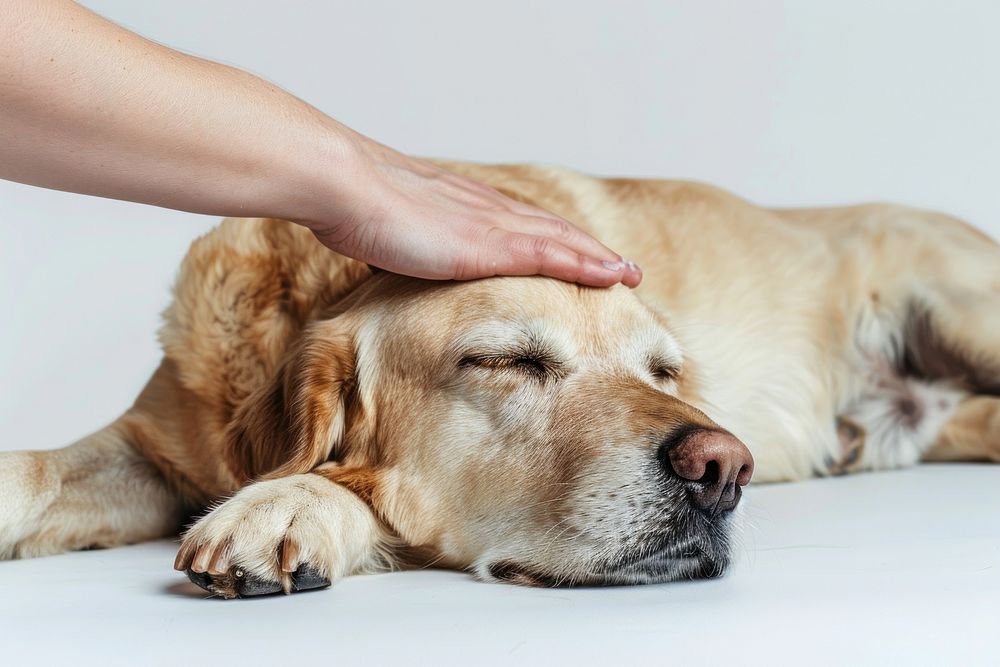 Comforting dog receiving gentle touch | Free Photo - rawpixel