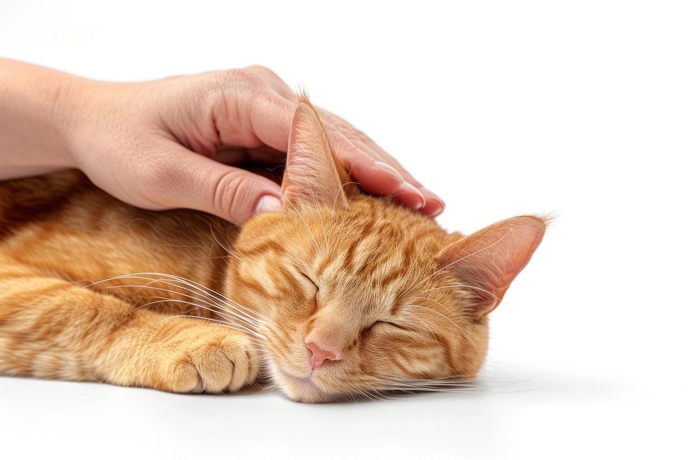 Relaxed orange cat being petted | Free Photo - rawpixel
