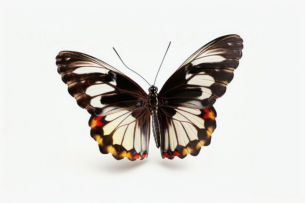 bight butterfky invertebrate butterfly monarch. | Free Photo - rawpixel