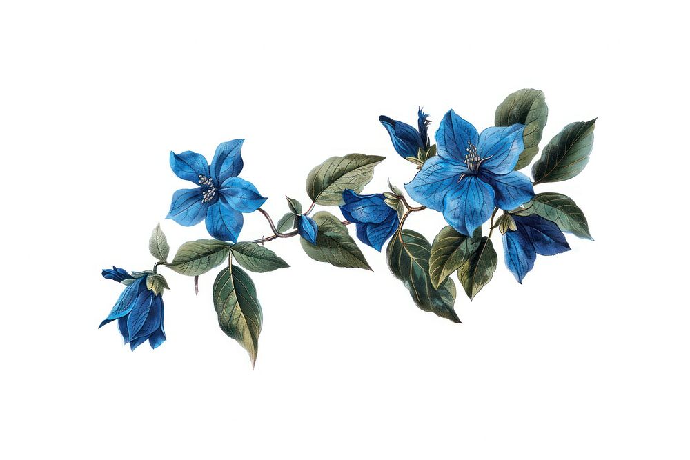 Elegant blue floral illustration | Free Photo Illustration - rawpixel