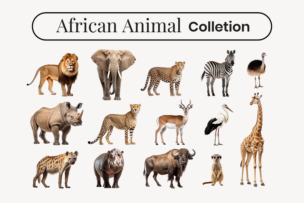 African animal element set | Premium Photo - rawpixel