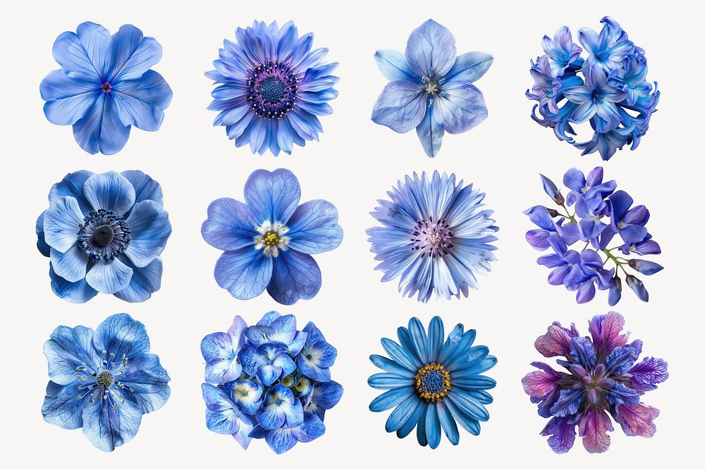 Blue flower element set | Free Photo - rawpixel