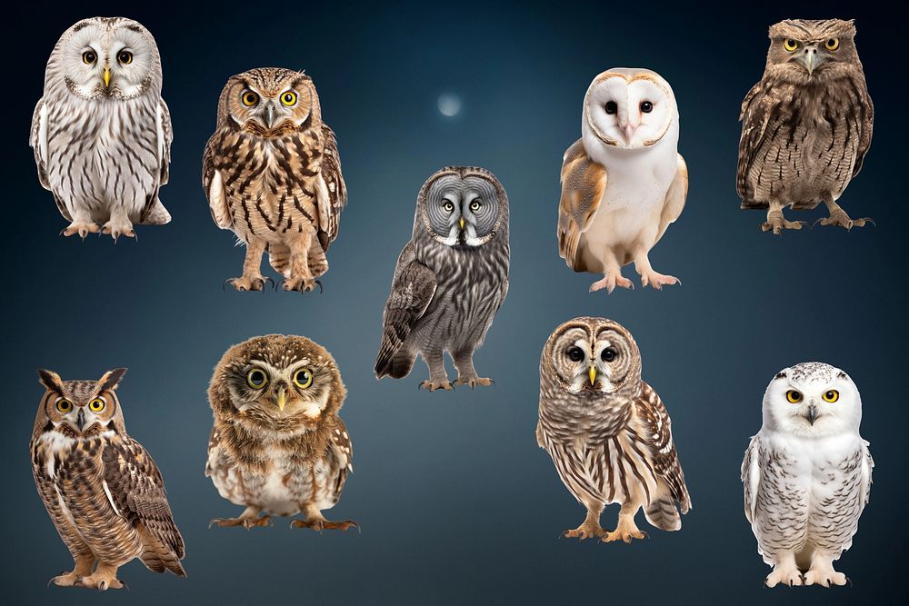 Owl bird design element set | Free Photo - rawpixel