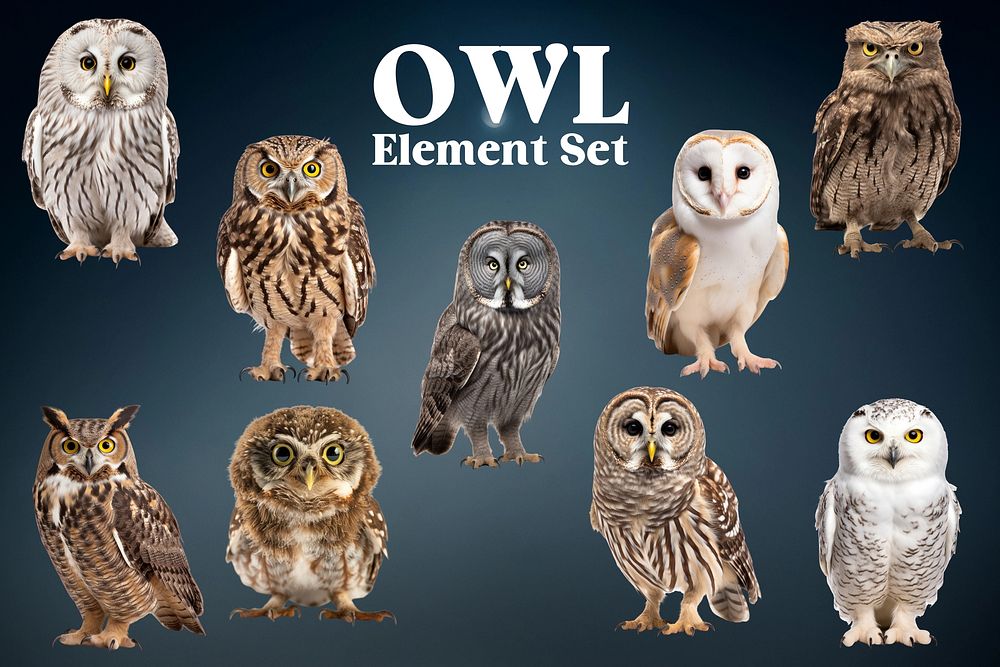 Owl bird design element set | Free Photo - rawpixel