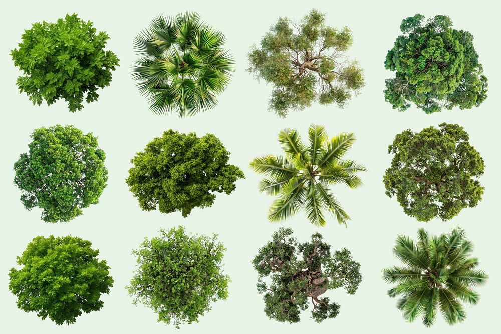 Top view tree design element | Free Photo - rawpixel