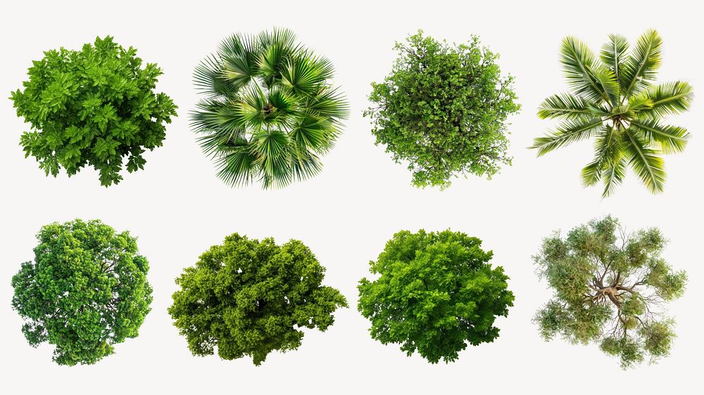 Top view tree design element | Free Photo - rawpixel