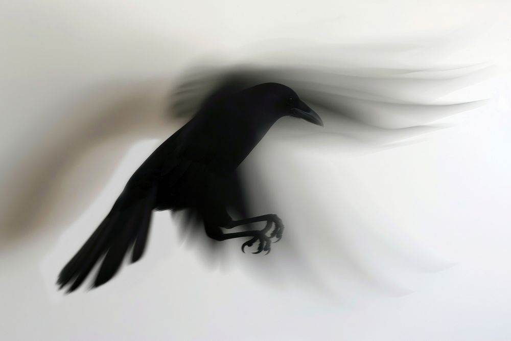 Mystical crow in flight | Free Photo - rawpixel