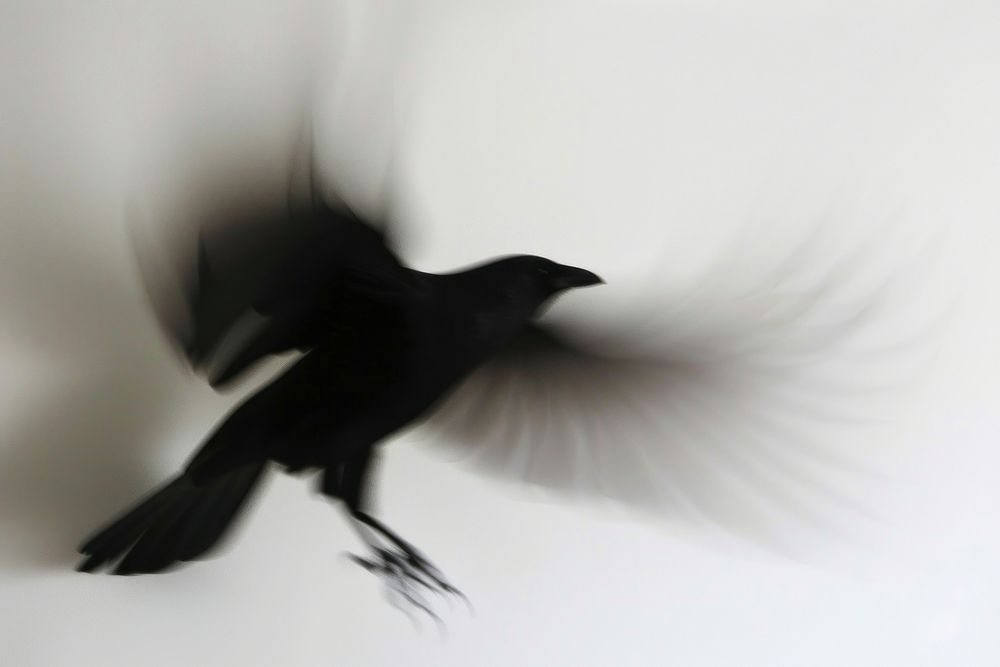 Blurry crow in flight motion | Free Photo - rawpixel