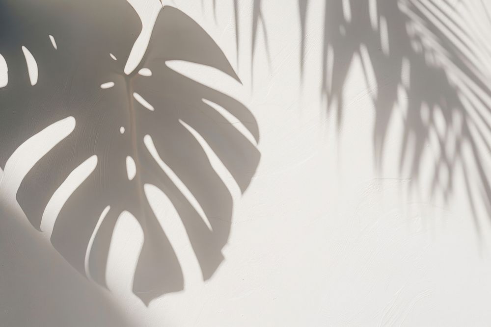 Monstera leaf shadow art | Free Photo - rawpixel