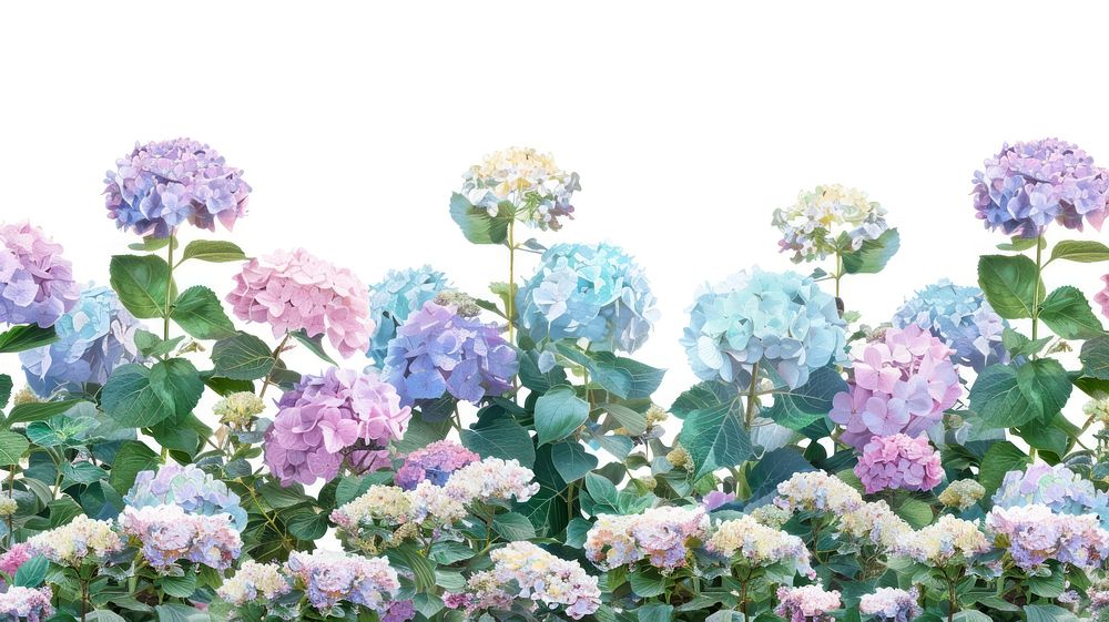 Colorful hydrangeas in full bloom | Free Photo - rawpixel