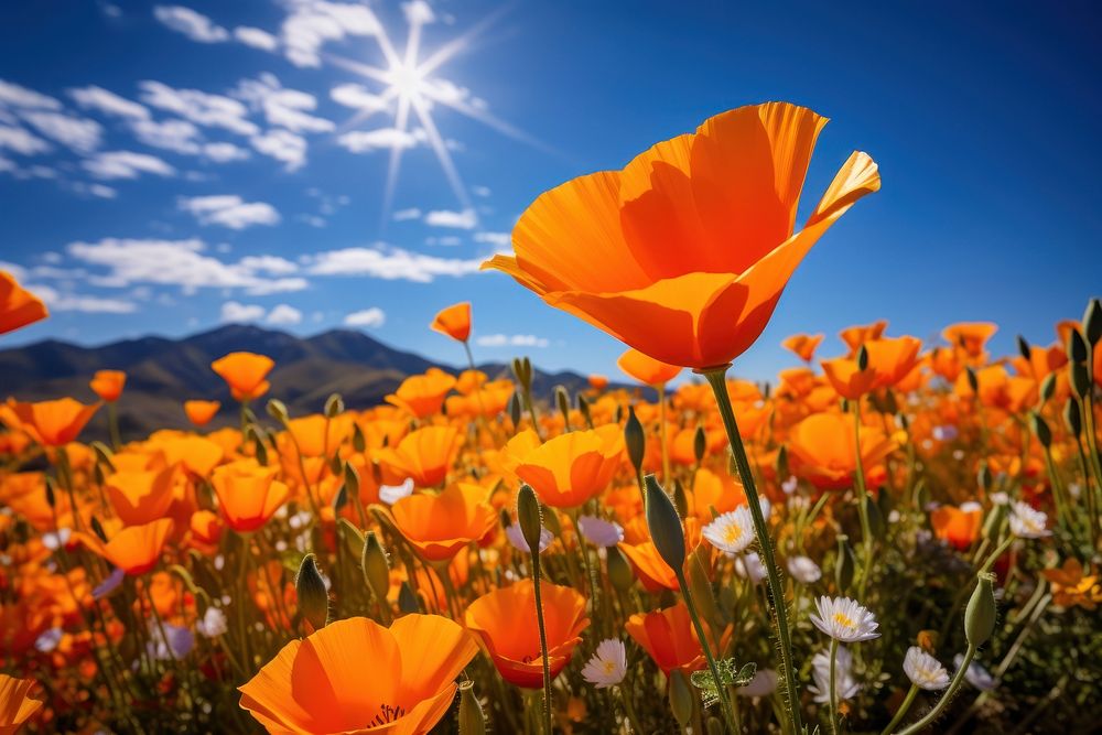 Mountain Sunshine Images | Free Photos, PNG Stickers, Wallpapers ...