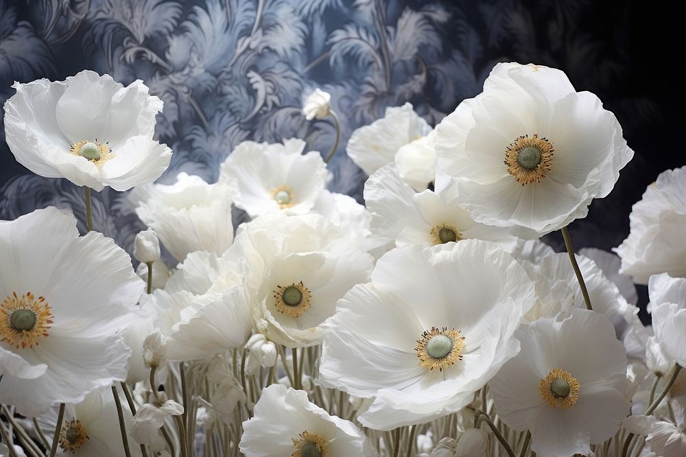 Elegant white poppy flowers bloom | Free Photo - rawpixel