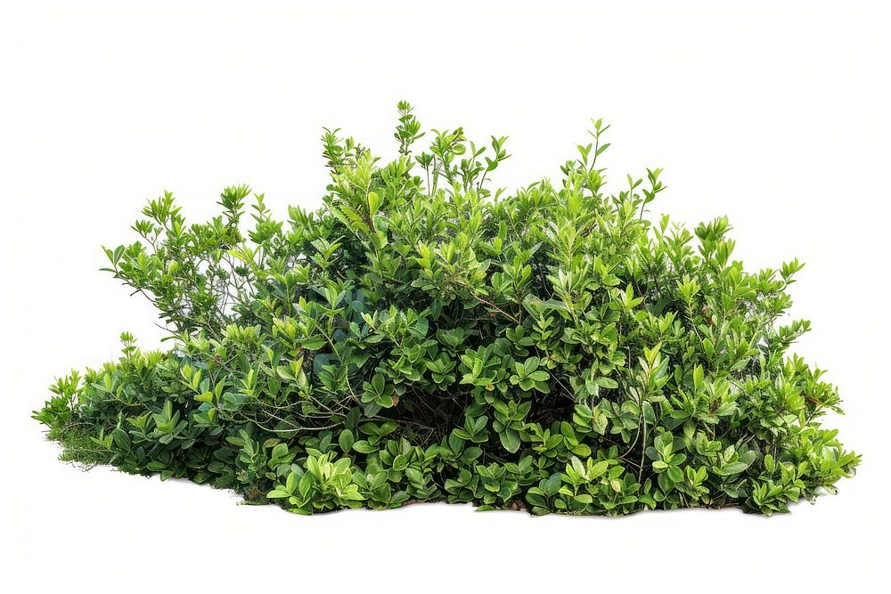 Lush green bush isolated | Free Photo - rawpixel