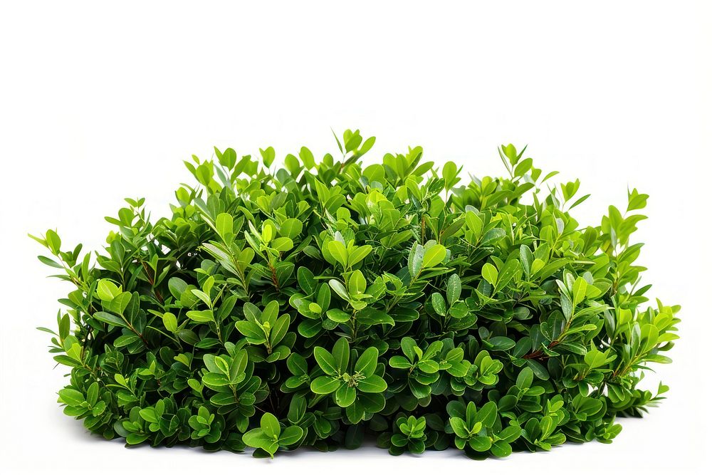 Lush green bush plant foliage | Free Photo - rawpixel