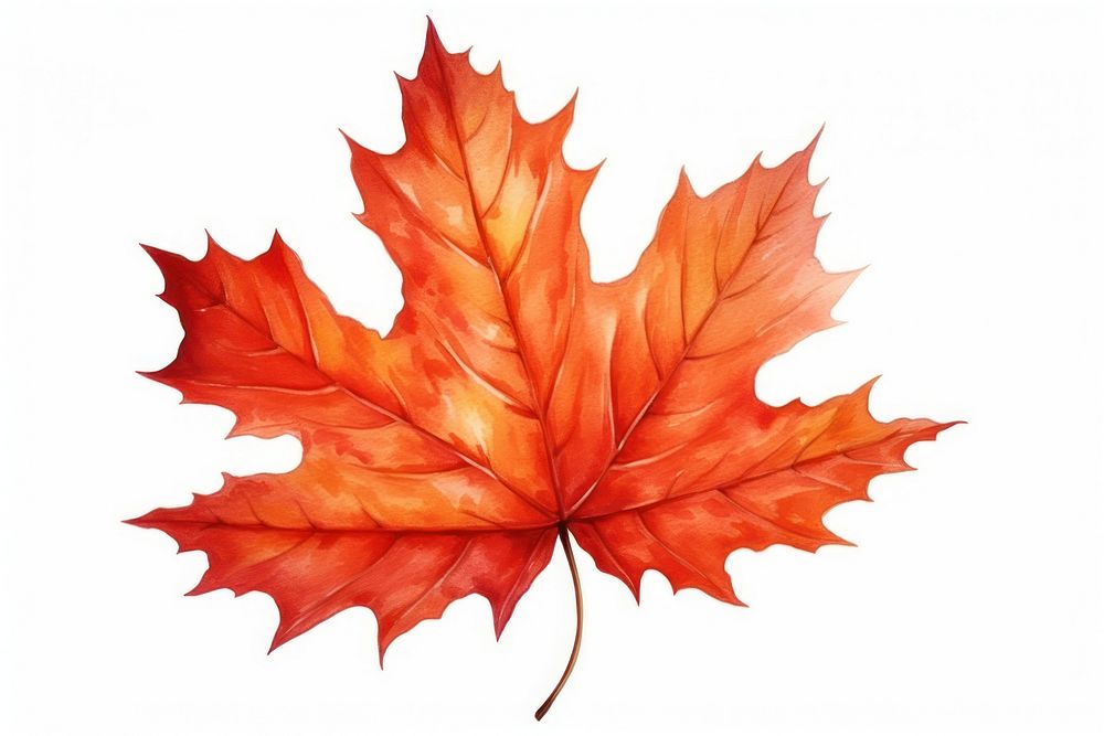 Vibrant autumn maple leaf illustration | Free Photo Illustration - rawpixel