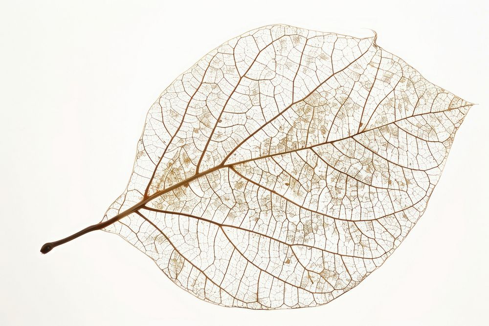 Delicate skeletal leaf structure | Free Photo - rawpixel